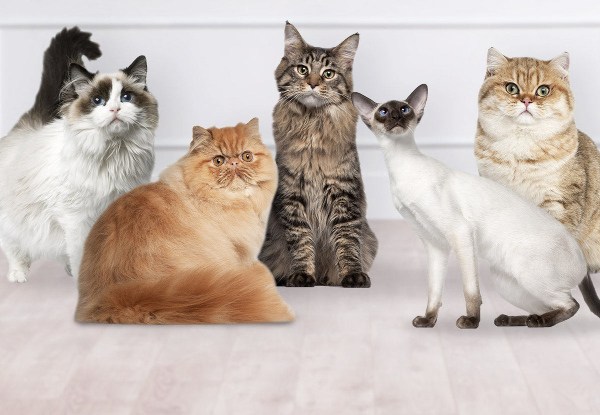 12 Most Popular Cat Breeds in Singapore (Cat Types) – PetCubes