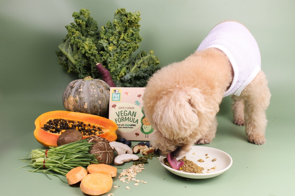 Plant-Based Dog Food: A Soothing Solution for Dogs with Meat Protein A ...